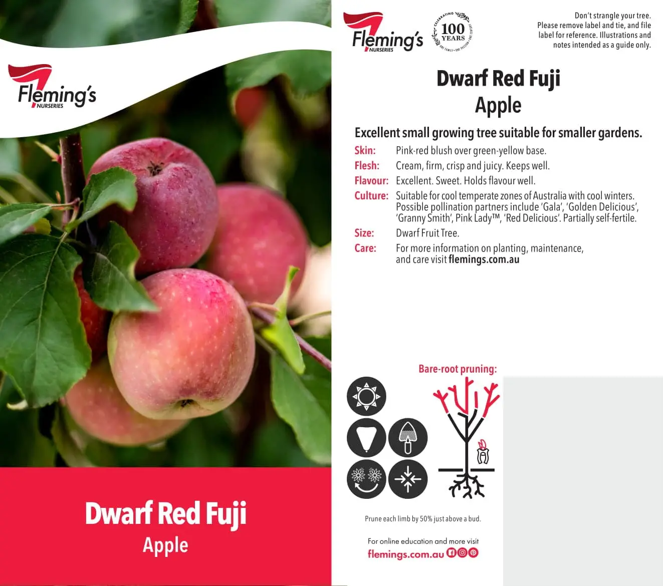 Apple Red Fuji - Dwarf Dawson's Garden World