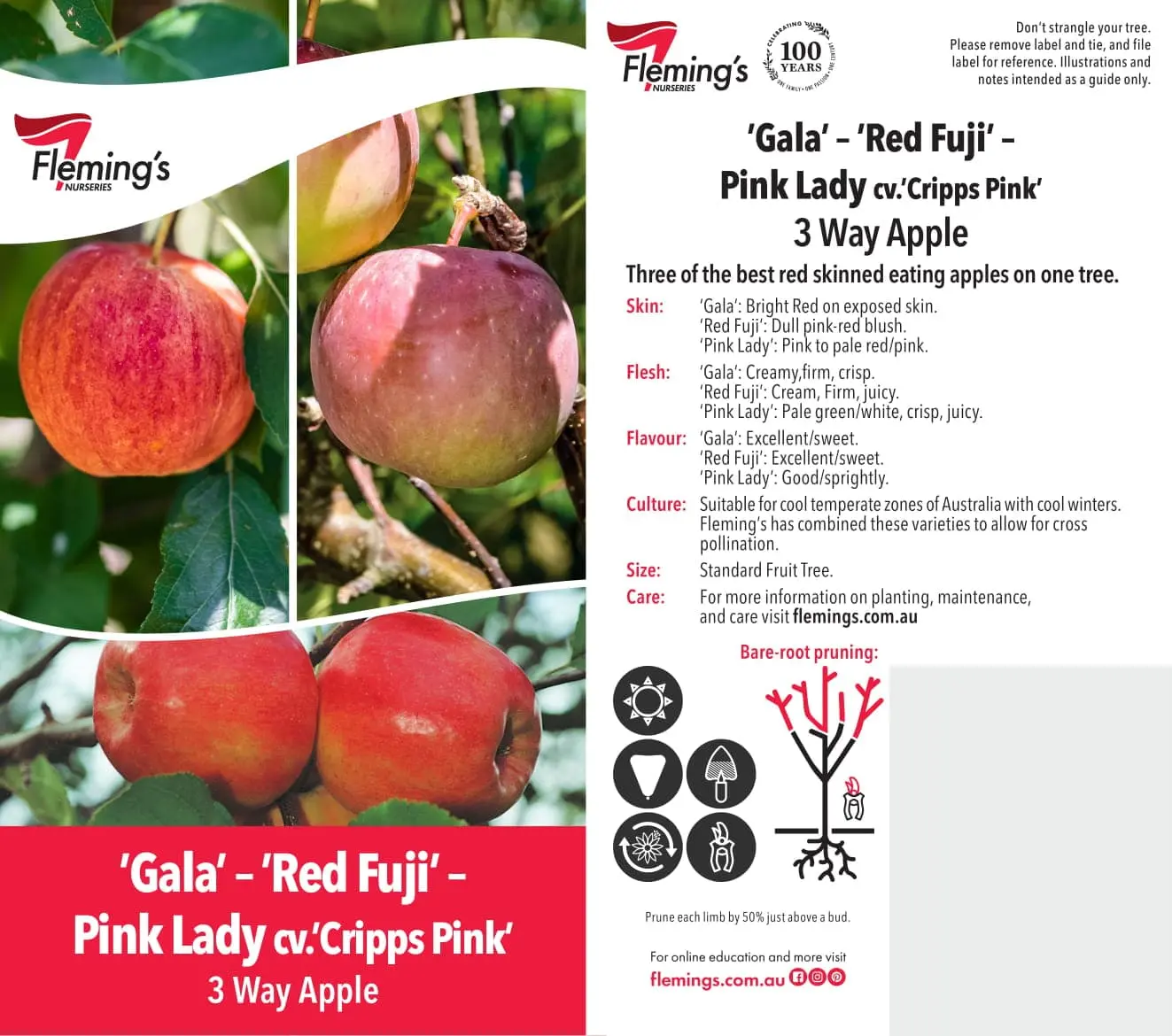 Apple Gala/Pink Lady/Red Fuji - Multi Graft Dawson's Garden World