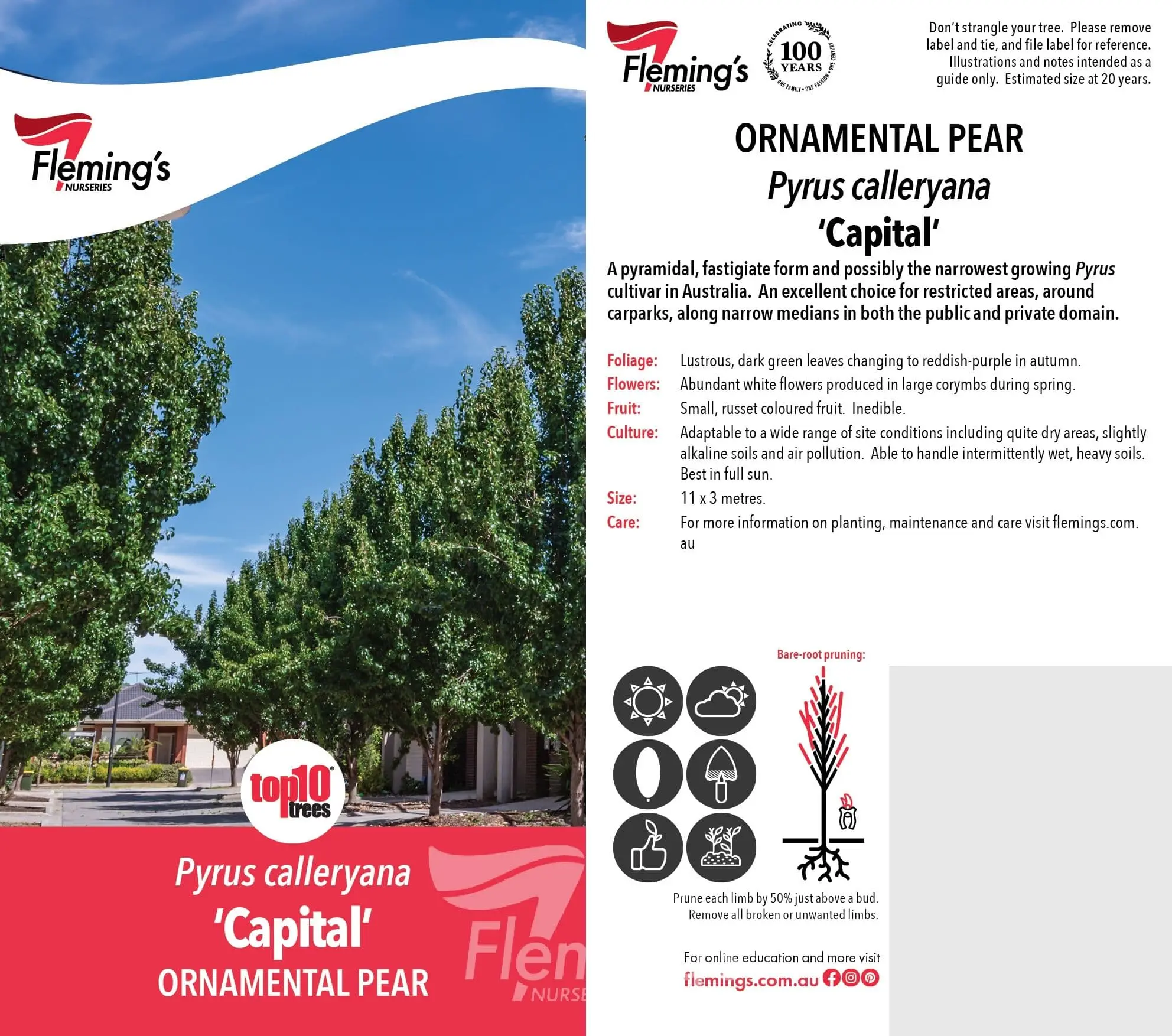 Pyrus Capital - Ornamental Pear Dawson's Garden World