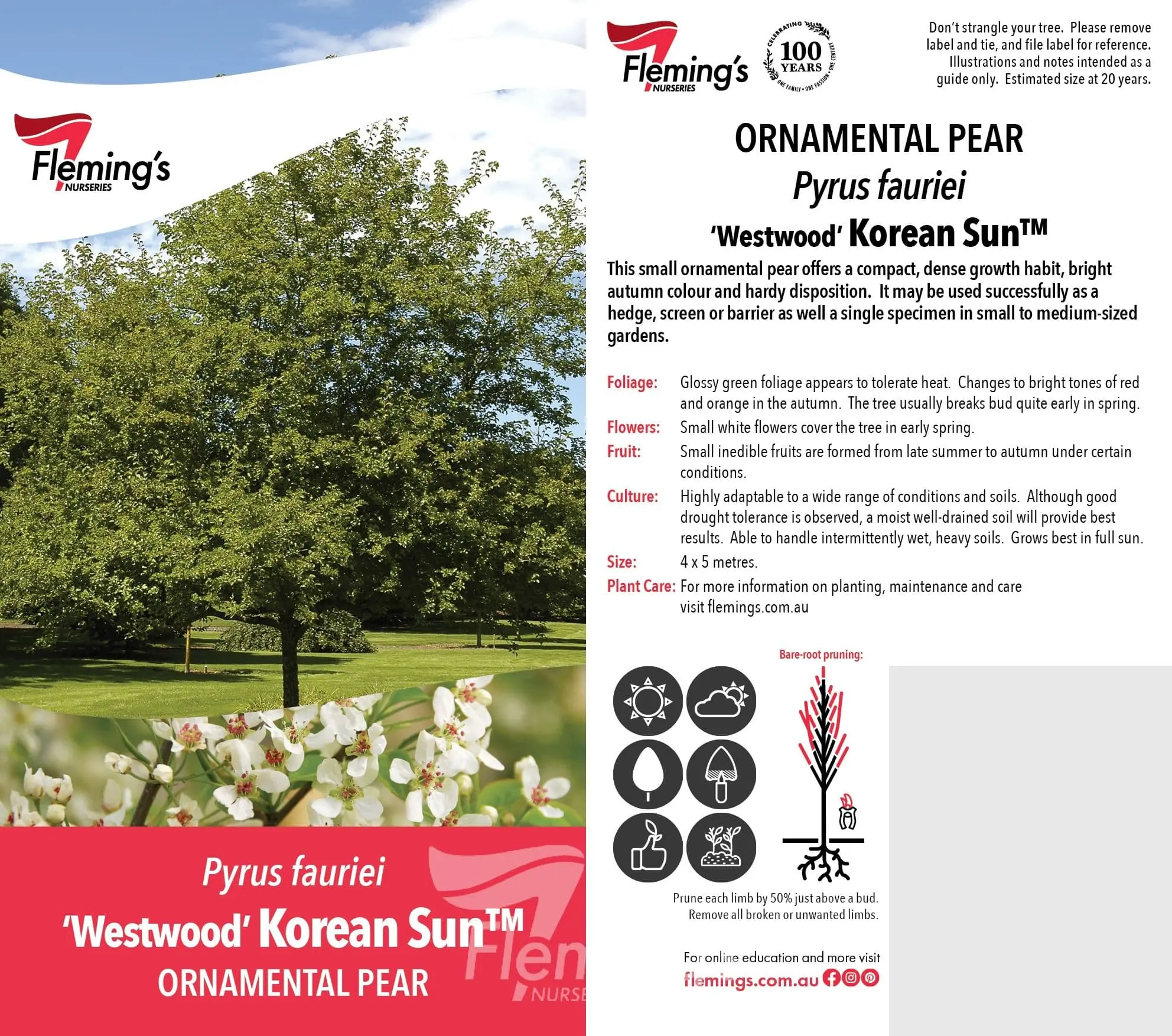 Pyrus Fauriei Koren Sun - Ornamental Pear Dawson's Garden World