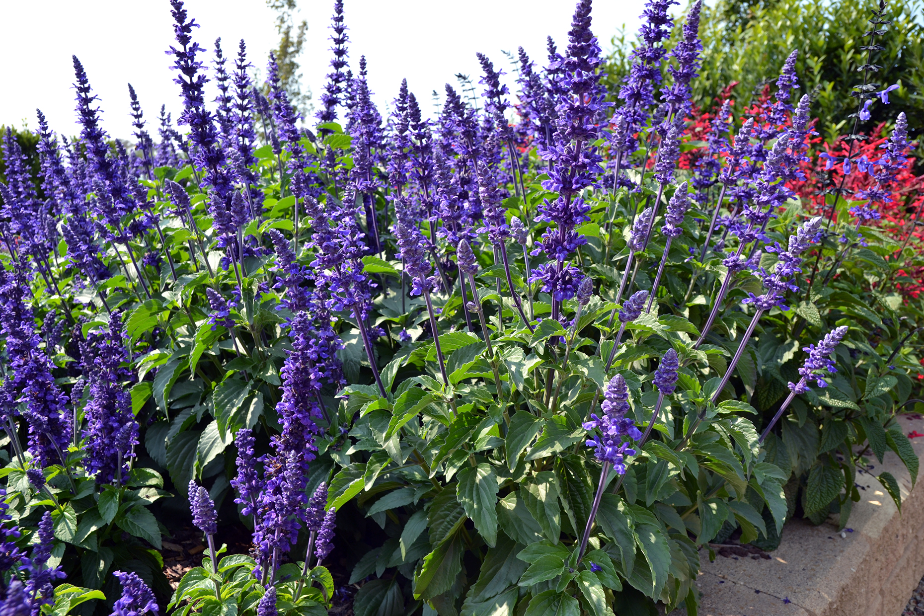 Salvia Mystic Spires - Common sage Dawson's Garden World