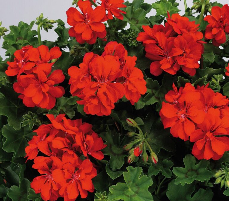 Pelargonium Calliope Large Red - Geranium Dawson's Garden World